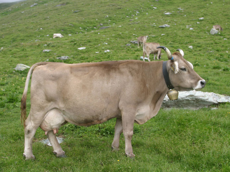 Développement de la sélection bovine biologique
