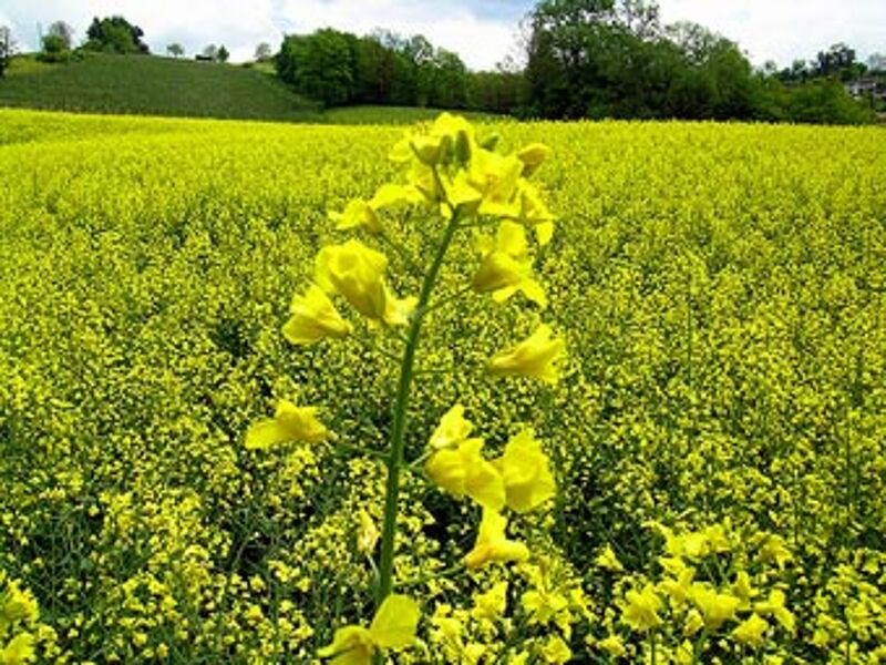 Séance de travail colza bio