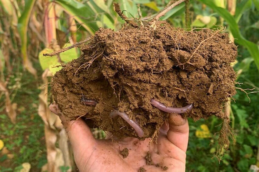 Nouveau guide pratique sur la gestion de l'humus