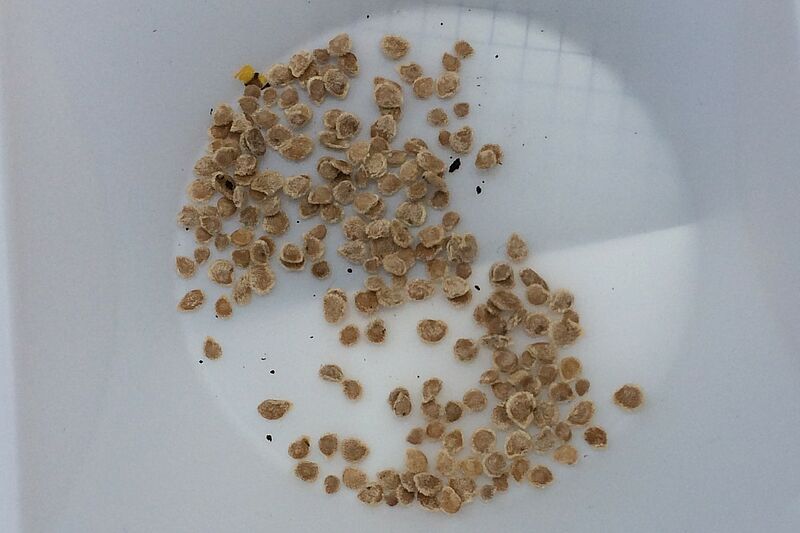 Production de semences culture des tomates