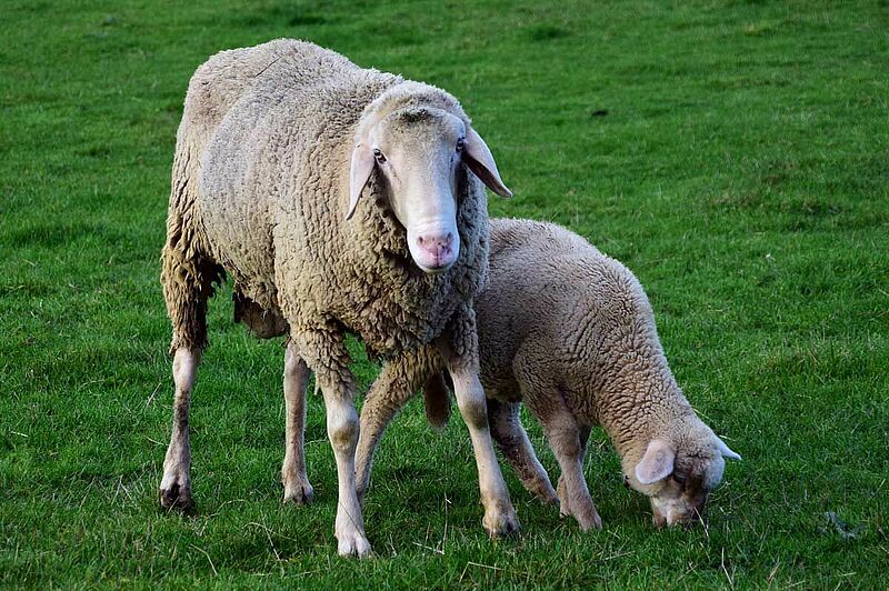 Parasites des petits ruminants: comment atténuer la formation de ...