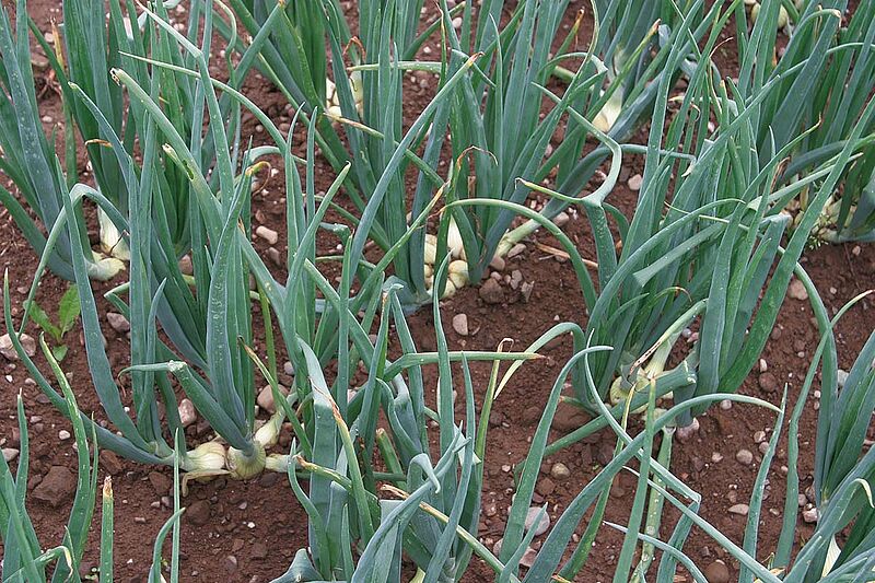 Oignons: semer, repiquer, planter