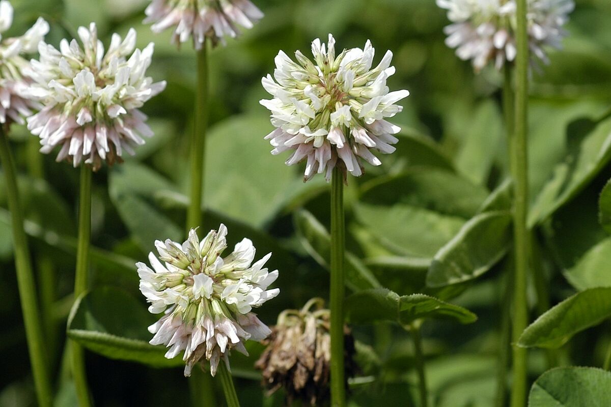Quelle quantité d’azote de l’air parvient au sol par les légumineuses?