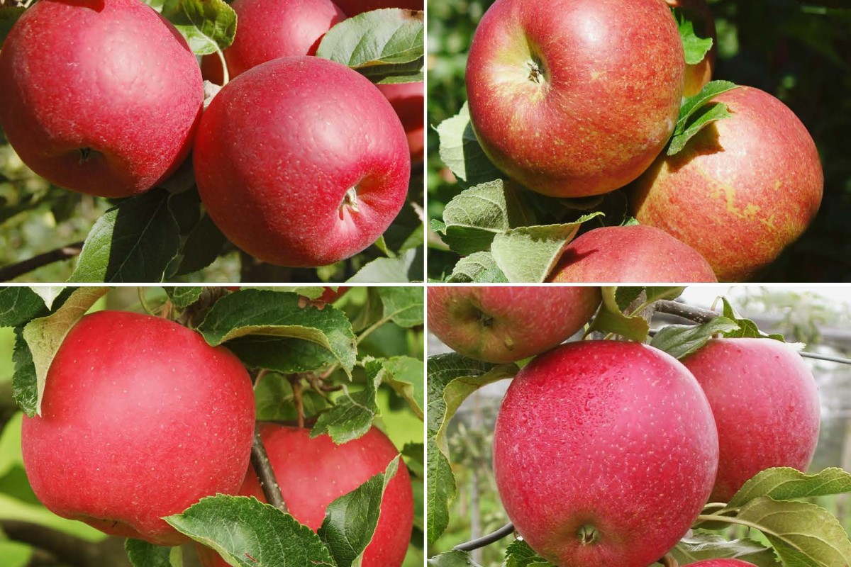 Fiches variétales sur les variétés de pommes robustes publiées
