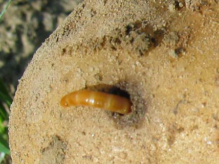 On cherche des parcelles avec vers fil-de-fer!