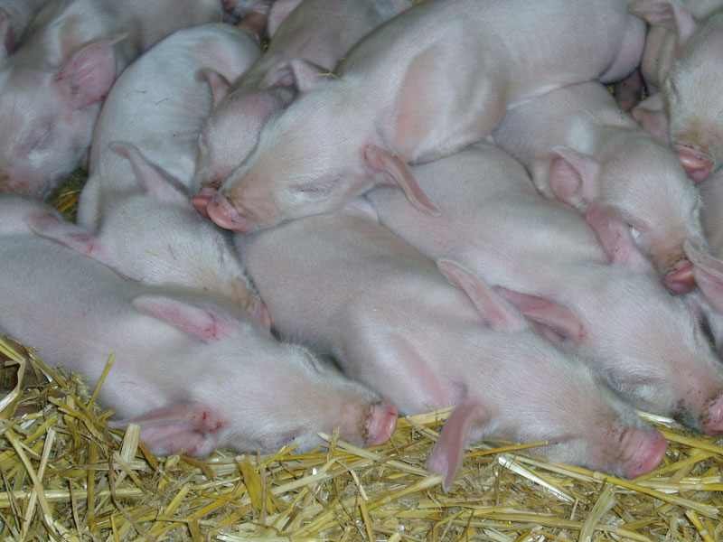 La production de gorets dans les fermes bio